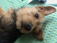 Color:Mini Silicone Cat