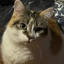 Color:Alien cat B Size:5 cm