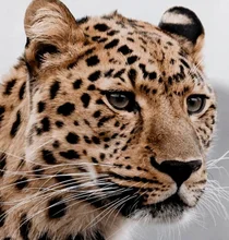 Excellent for Mitsubishi montero Sport year 2022, for fenders.