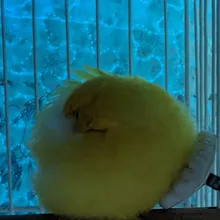 Color:Python Size:800x300x2mm Ships From:CHINA