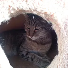 Color:52p female A Package:1 set