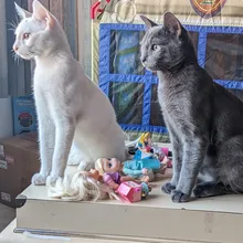 Color:Complete set of 6