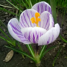 Color:MGW15H Guide Length:330mm