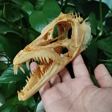 Hairtail (15CM)