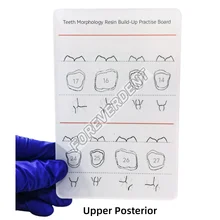 6Sizes Dental Composite Resin Filling Practise Template Teeth ...