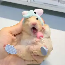 Cute Shark Slippers For Hamsters And Guinea Pigs, Perfect Cosplay Fun!