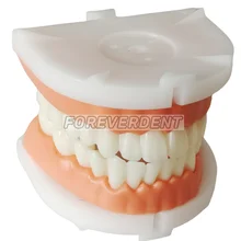 Dental Composite Veneer Template Model Practise Veneers Dentist ...