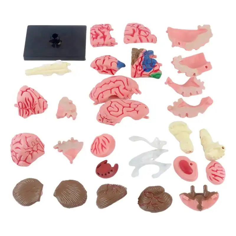 Explore The Human Brain Like Never Before With Our Color-Coded, Display ...