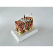 Human Skin and Hair Structure Enlarge Model Skin Layer Structure Model ...