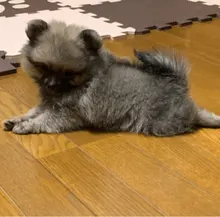 Emitting Color:Option F Ships From:CHINA Battery Type:1PCS