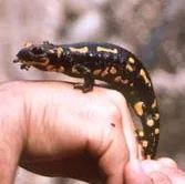 Color:Nesting Camp Set