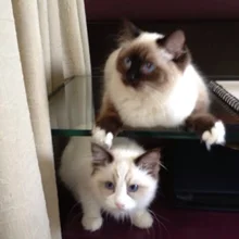 Color:navy yellow Size:XL